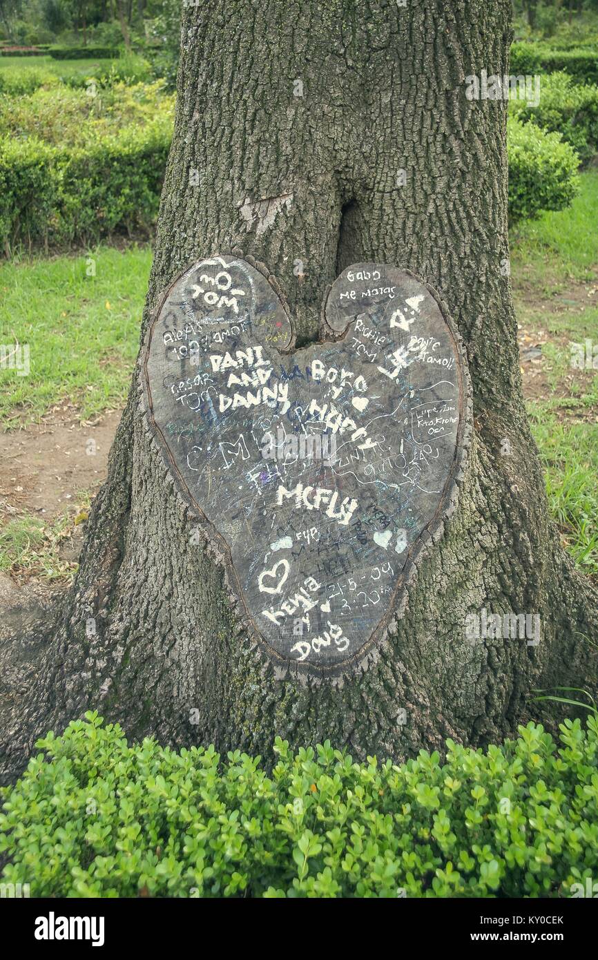 Tree cut in heart shape with love phrases Stock Photo - Alamy