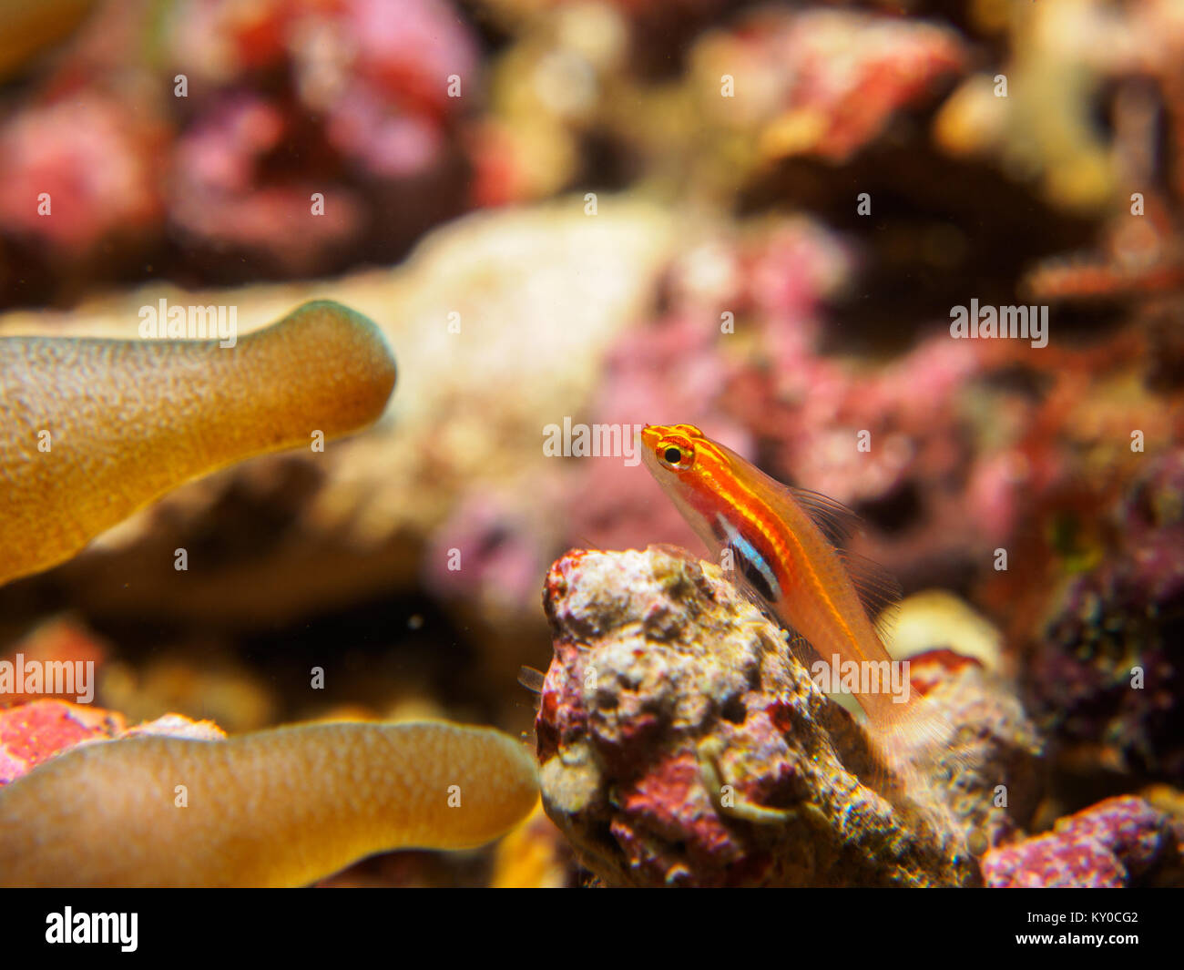 goby fish on the coral , Philippines Stock Photo - Alamy