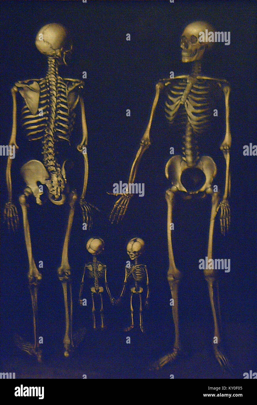 This image showcases a family of skeletons, part of an anthropological ...