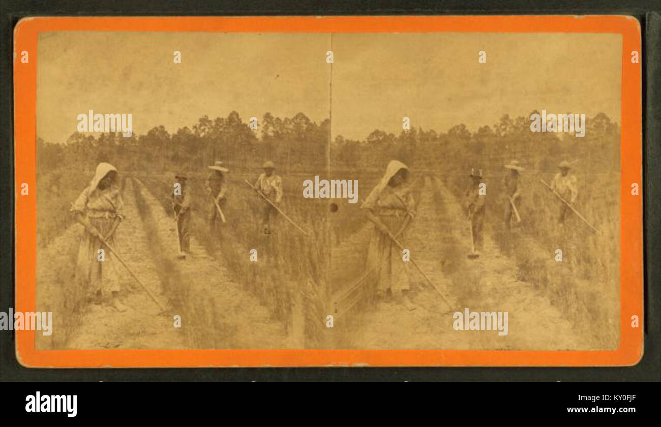 Hoeing hi-res stock photography and images - Alamy