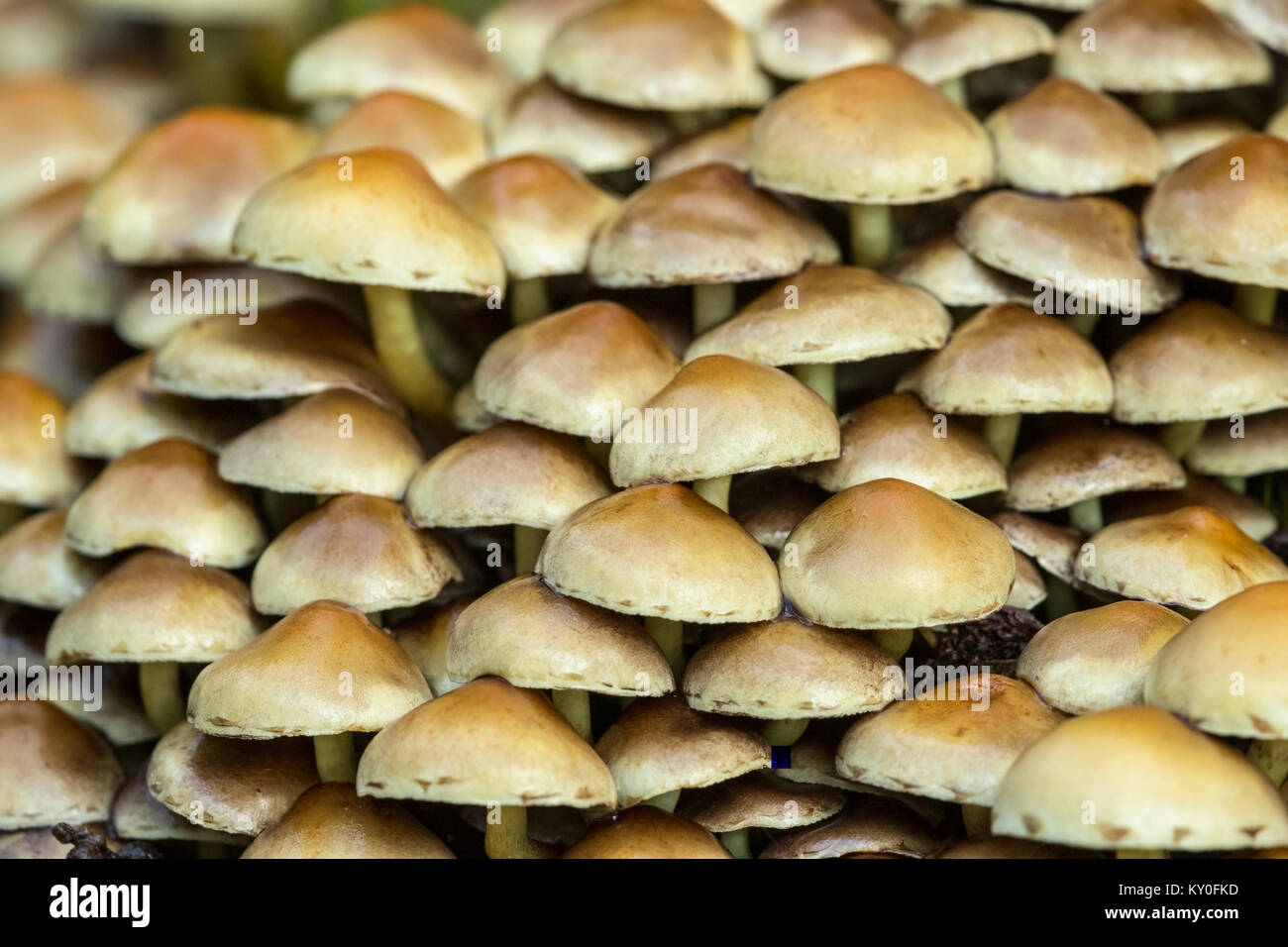 Conifer Tuft (Hypholoma capnoides) in the forest floor Stock Photo - Alamy