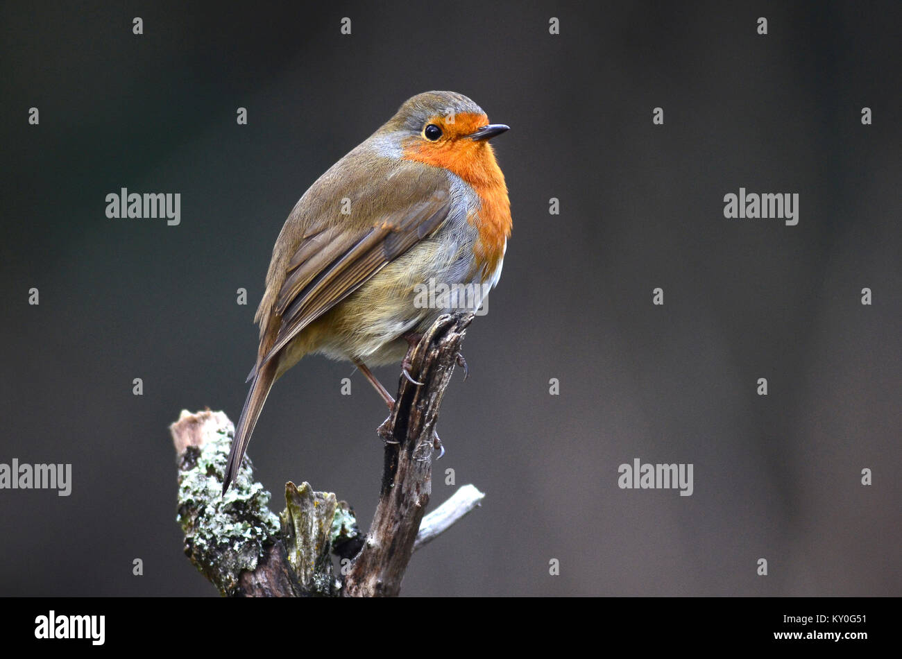 Friendly robins hi-res stock photography and images - Alamy