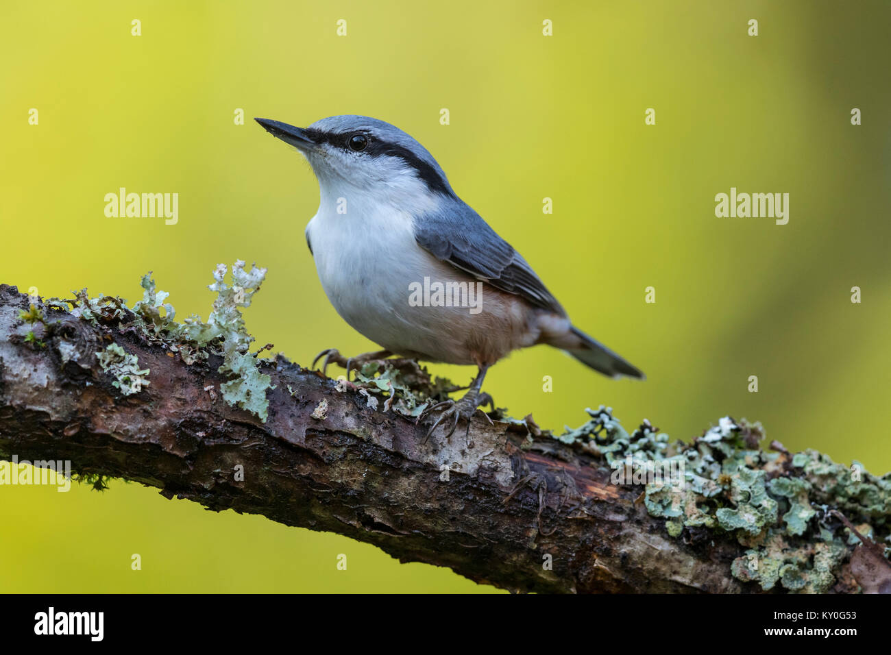 Nuthatch (Sitta europaea), Sittidae Stock Photo - Alamy