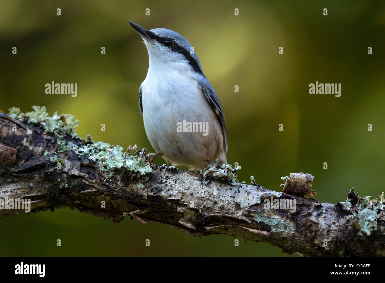 Sitta europaea nuthatch hi-res stock photography and images - Alamy