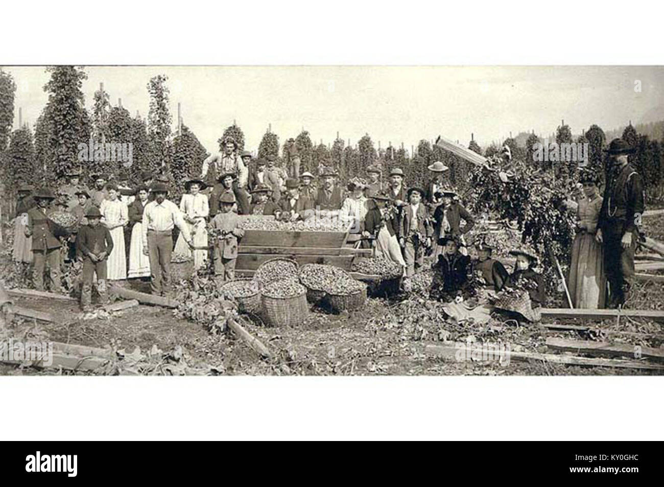 Hop pickers hi-res stock photography and images - Alamy