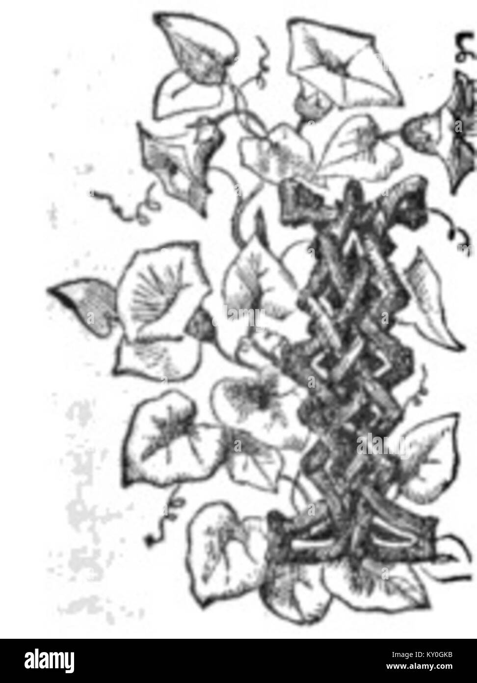 Intricate font hi-res stock photography and images - Alamy