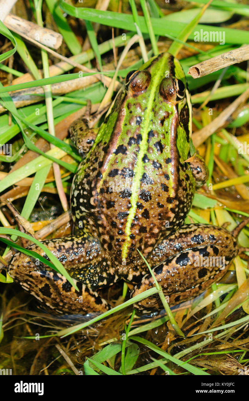 Adult male marsh frog at rest Stock Photo - Alamy