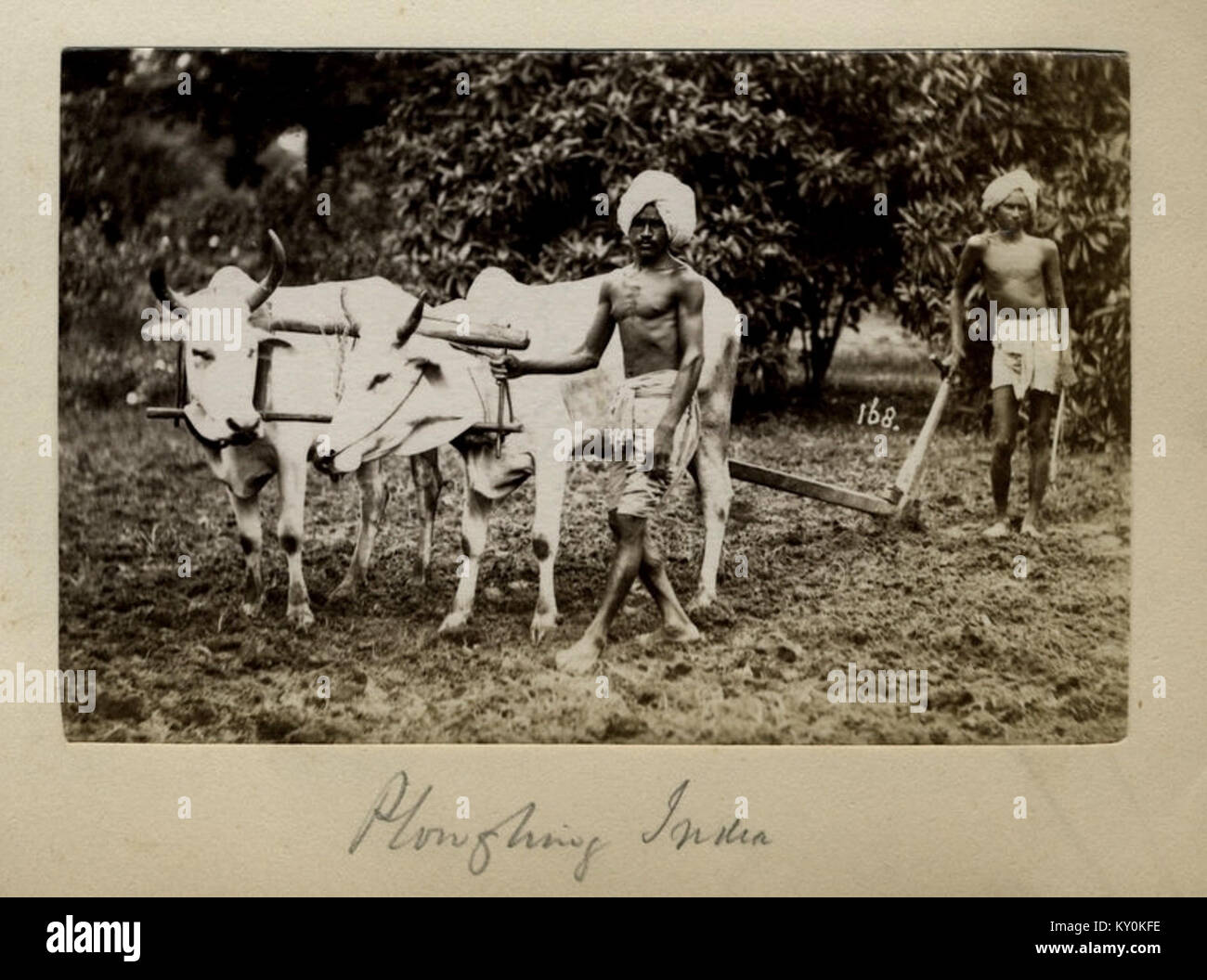 This 1880s photograph depicts farmers in India ploughing fields using ...