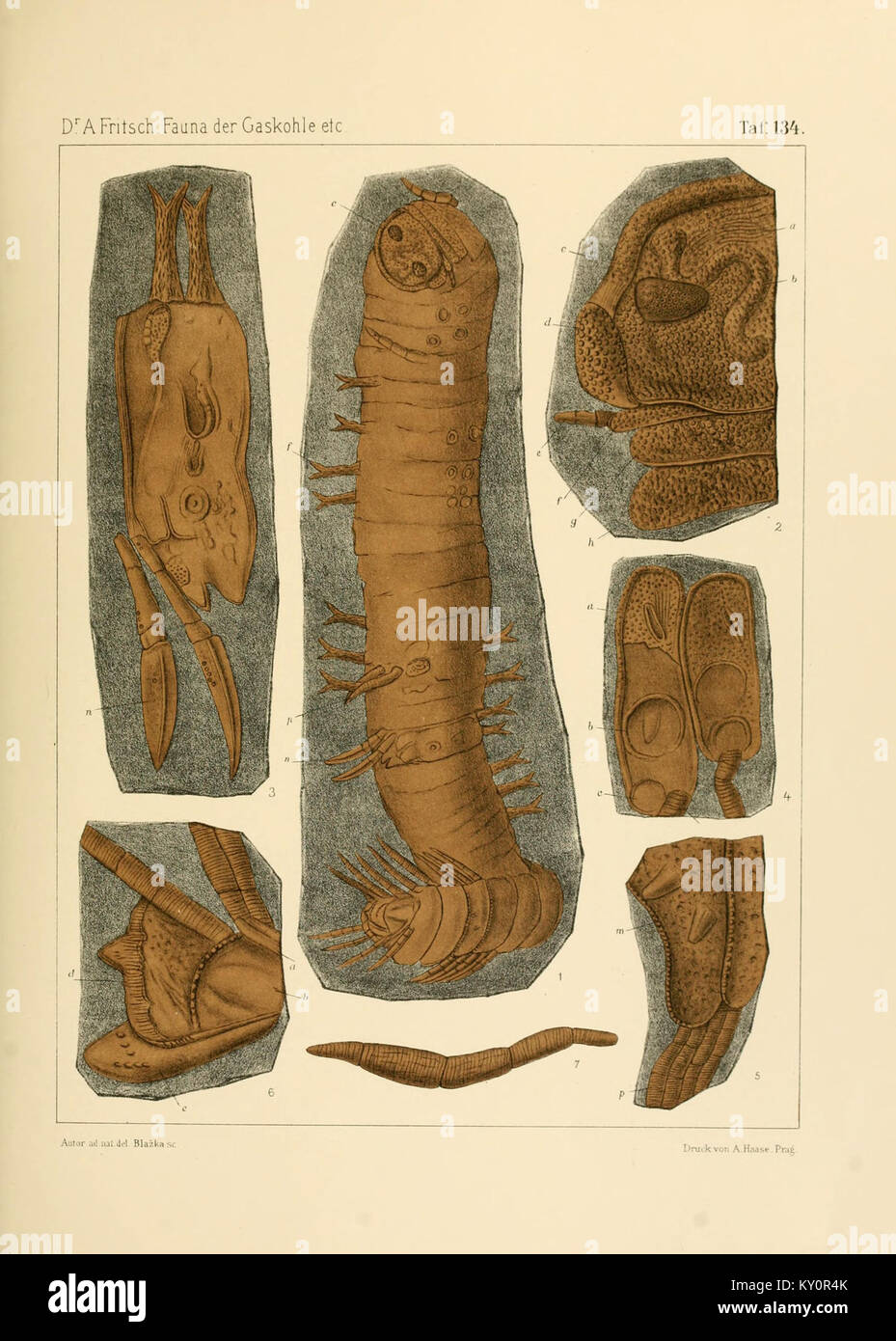Late permian fossil hi-res stock photography and images - Alamy