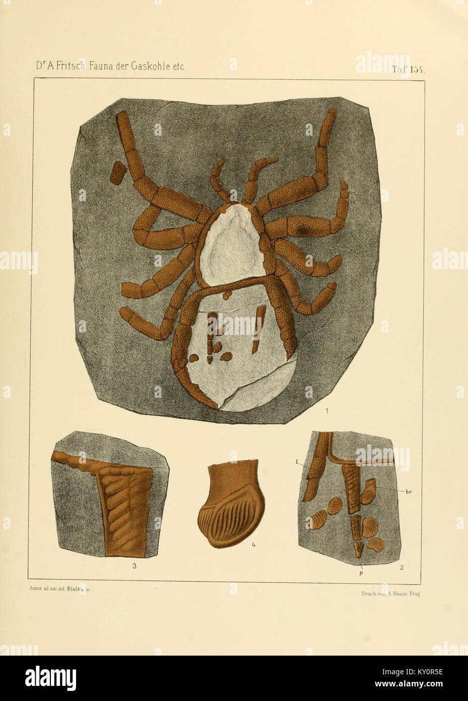This publication explores the fauna of the coal and limestone deposits ...