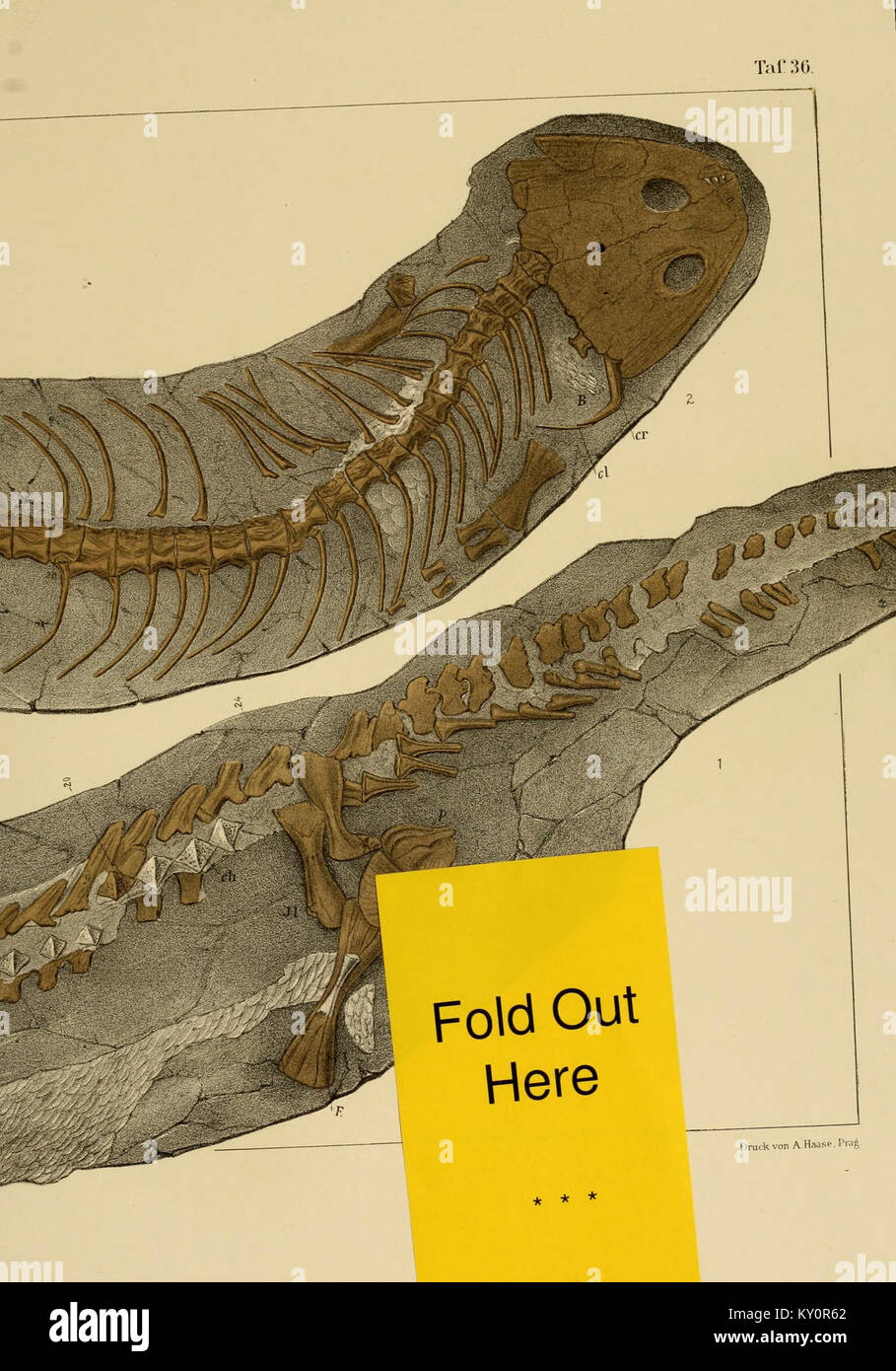 Illustrated work showing Permian fossil fauna from Bohemia's coal and ...