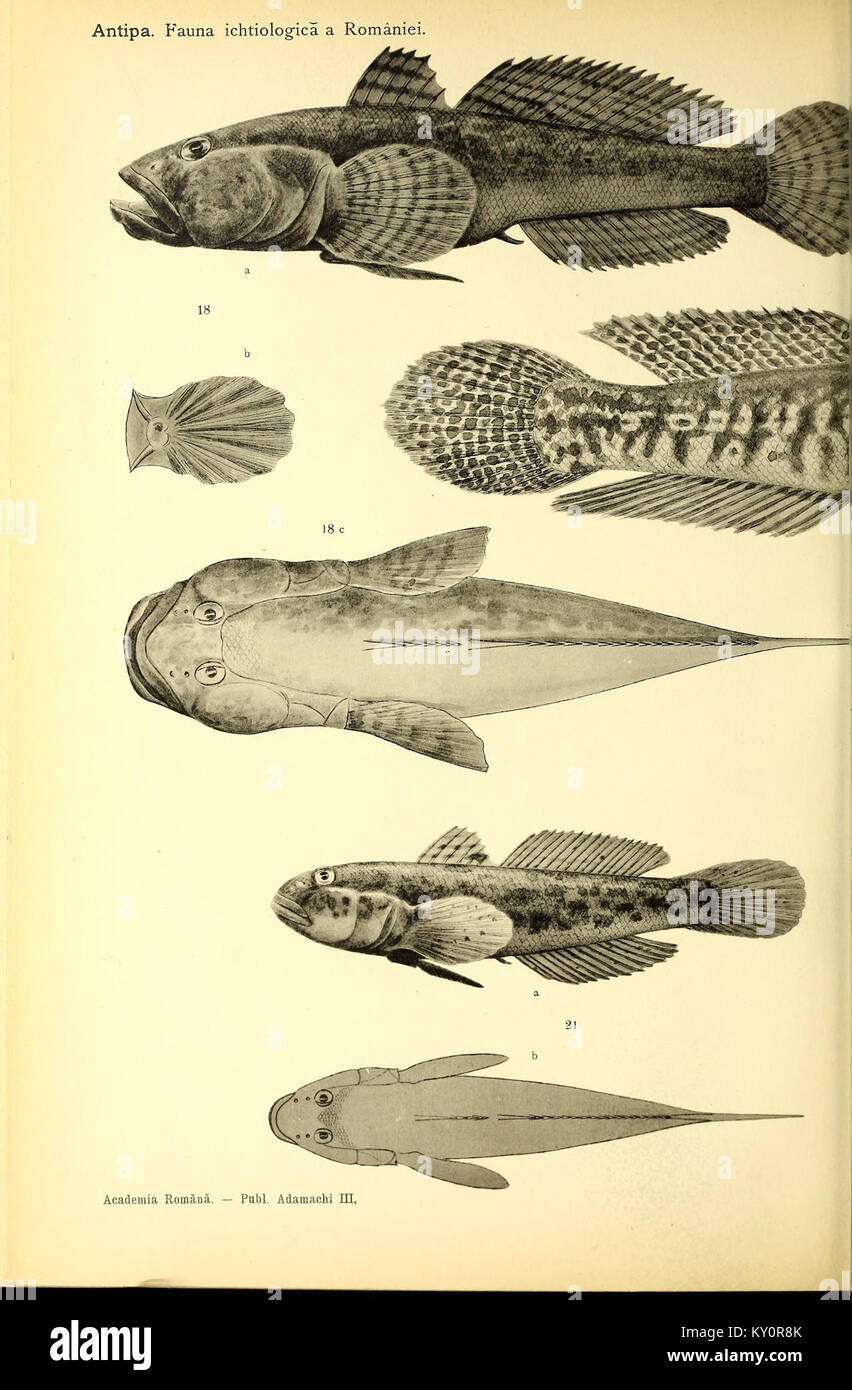 A table from *Fauna ichtiologica a României* lists fish species native ...