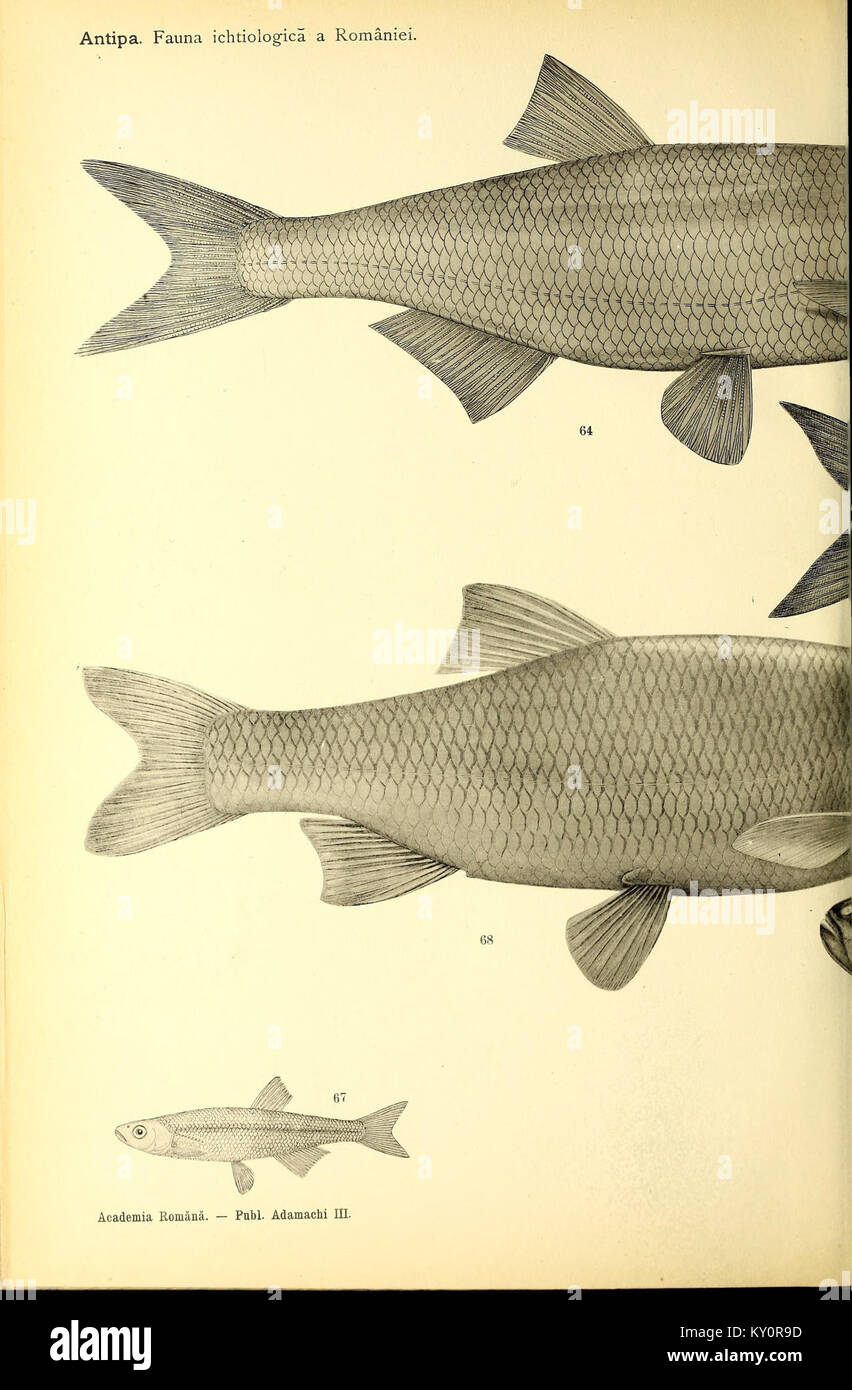 Table XIII from 'Fauna ichtiologica a României' shows fish species ...
