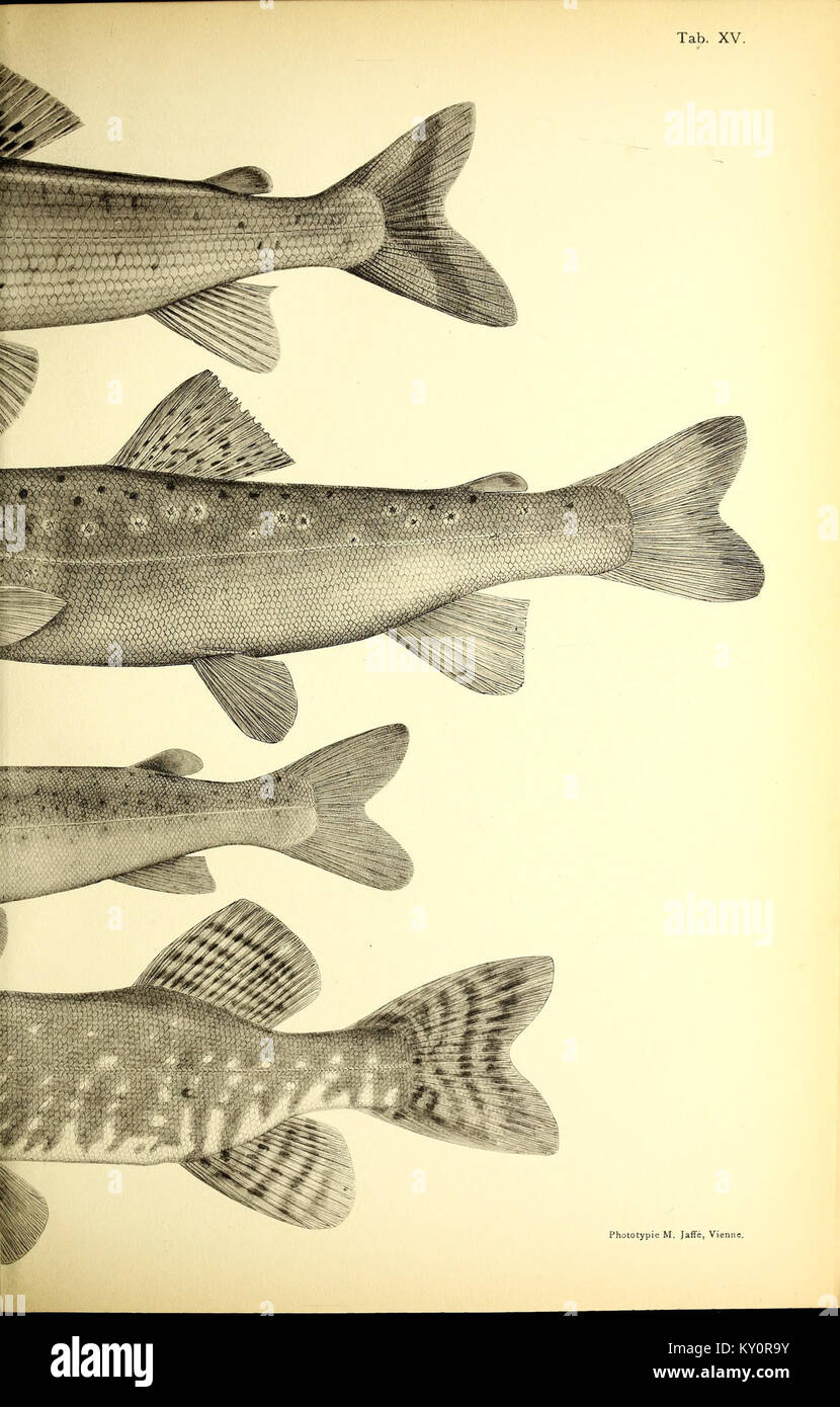 This image presents a table of fish species from Romania, showcasing ...