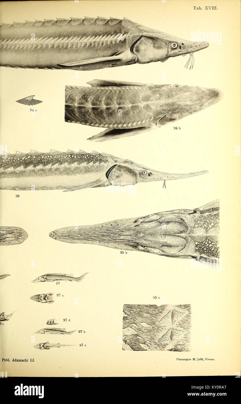Table XVIII from 'Fauna ichtiologica a României' illustrates fish ...