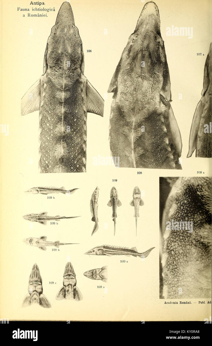Fauna ichtiologică a României, Table XX, provides taxonomic and ...