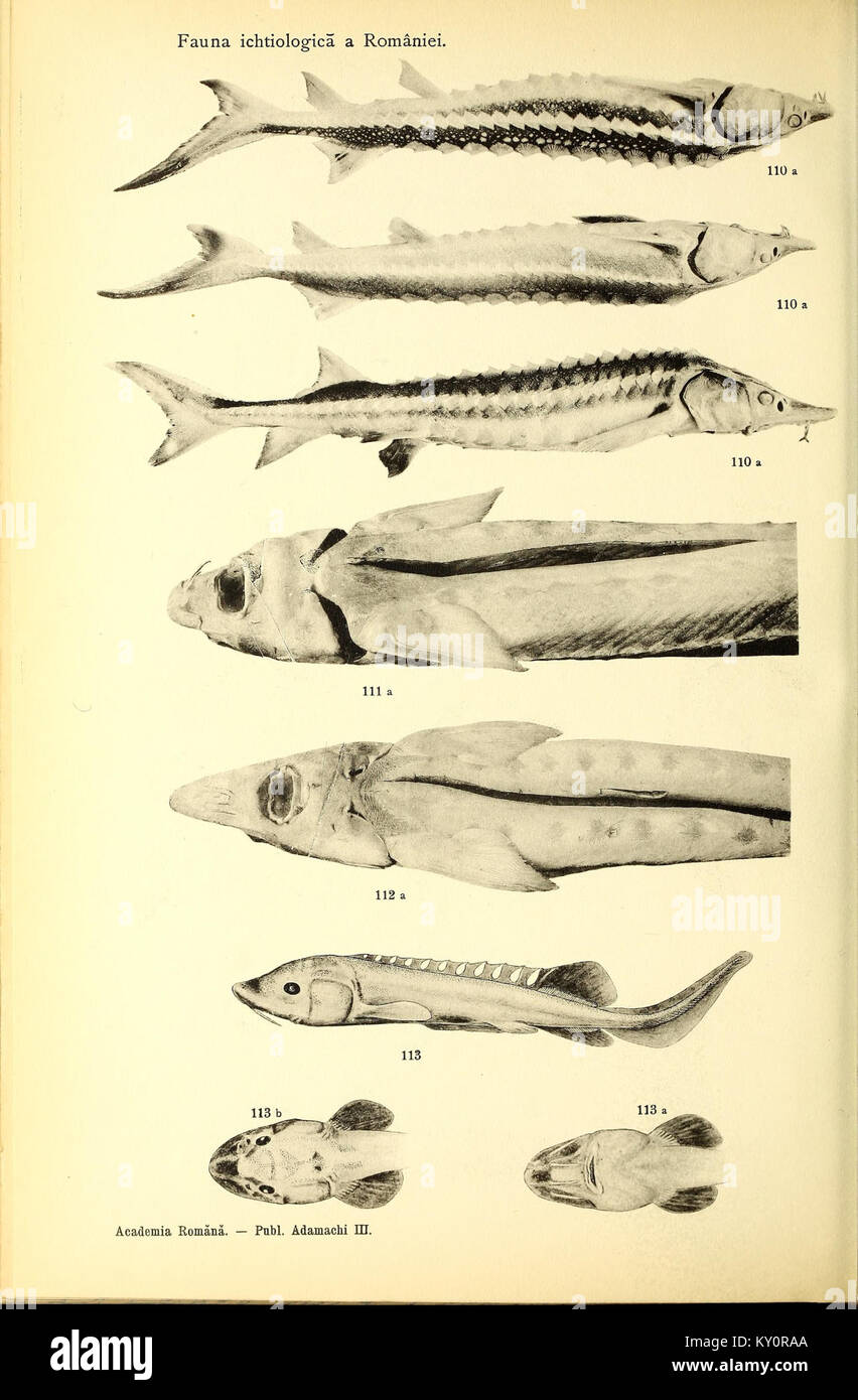 A scientific plate from Fauna ichtiologică a României depicting various ...