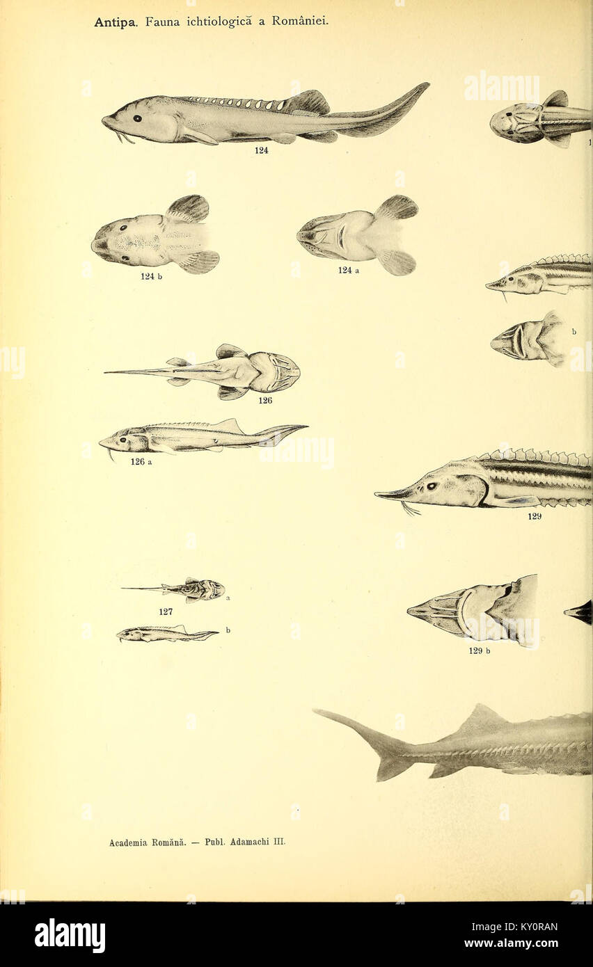This illustration from *Fauna ichtiologica a României* (Ichthyological ...