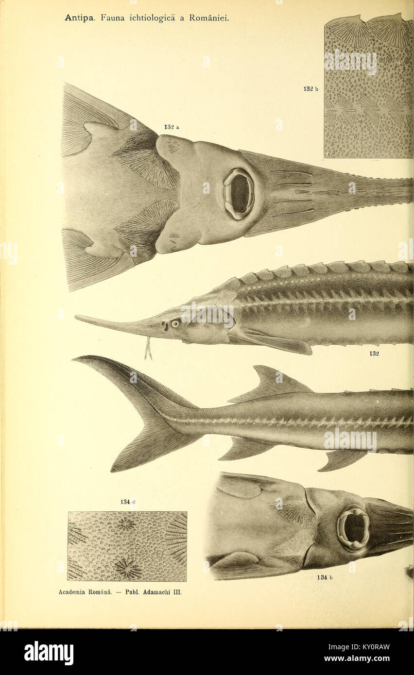 Fish species distribution hi-res stock photography and images - Alamy
