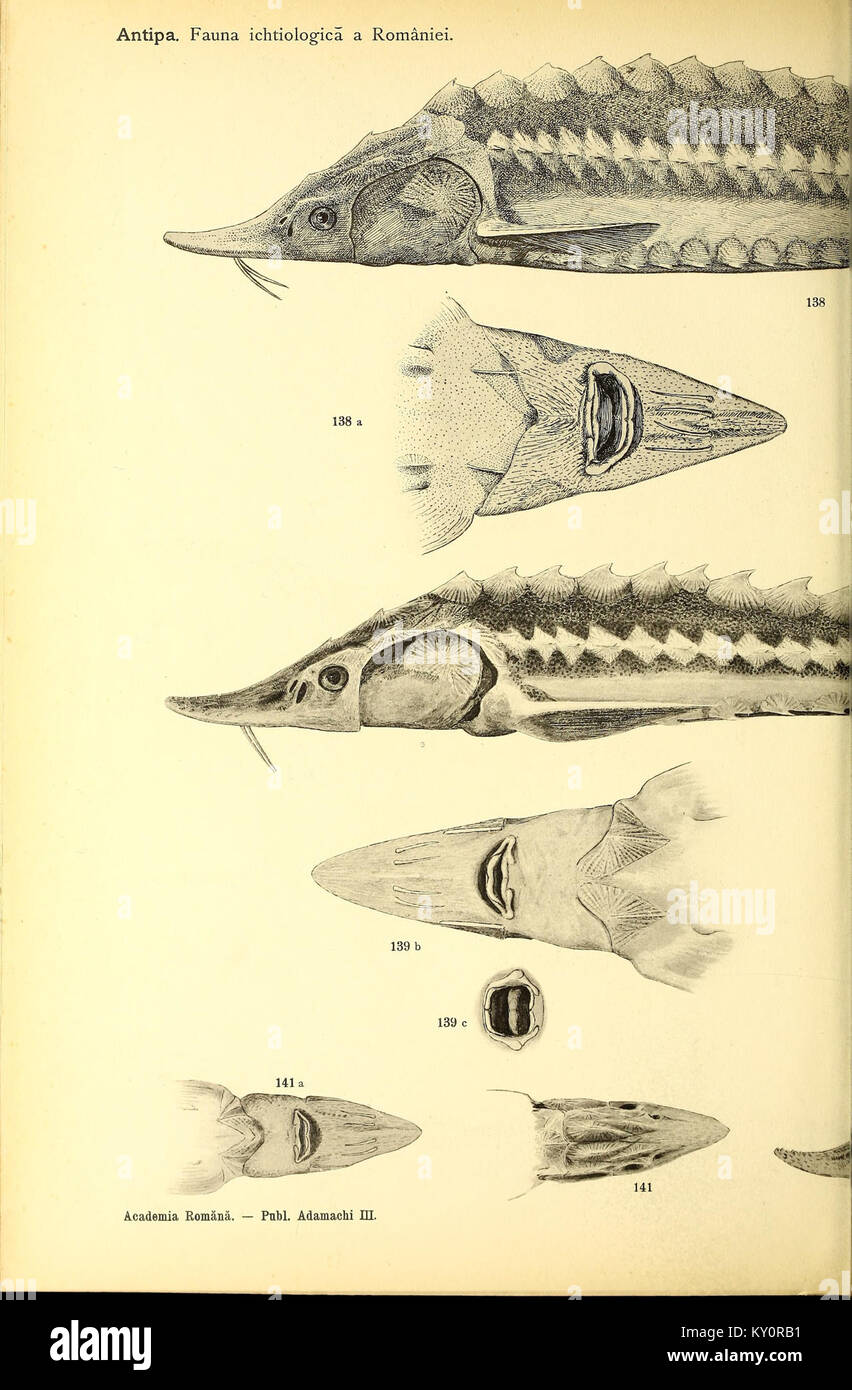 Illustration of Romanian ichthyologic fauna in Table XXVIII, showing ...