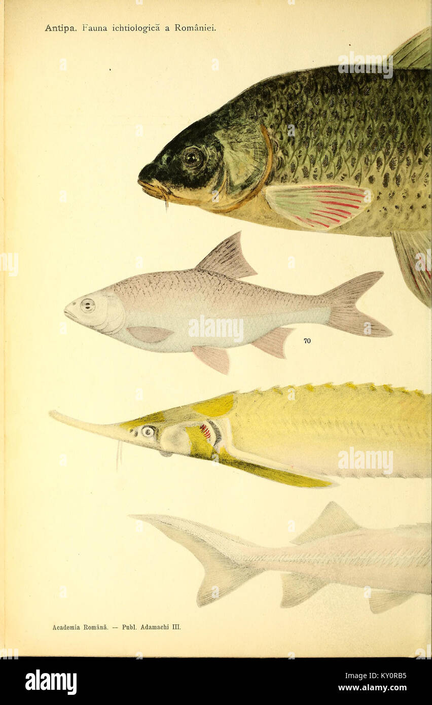 The 'Fauna ichtiologica a României' (Ichthyological Fauna of Romania ...