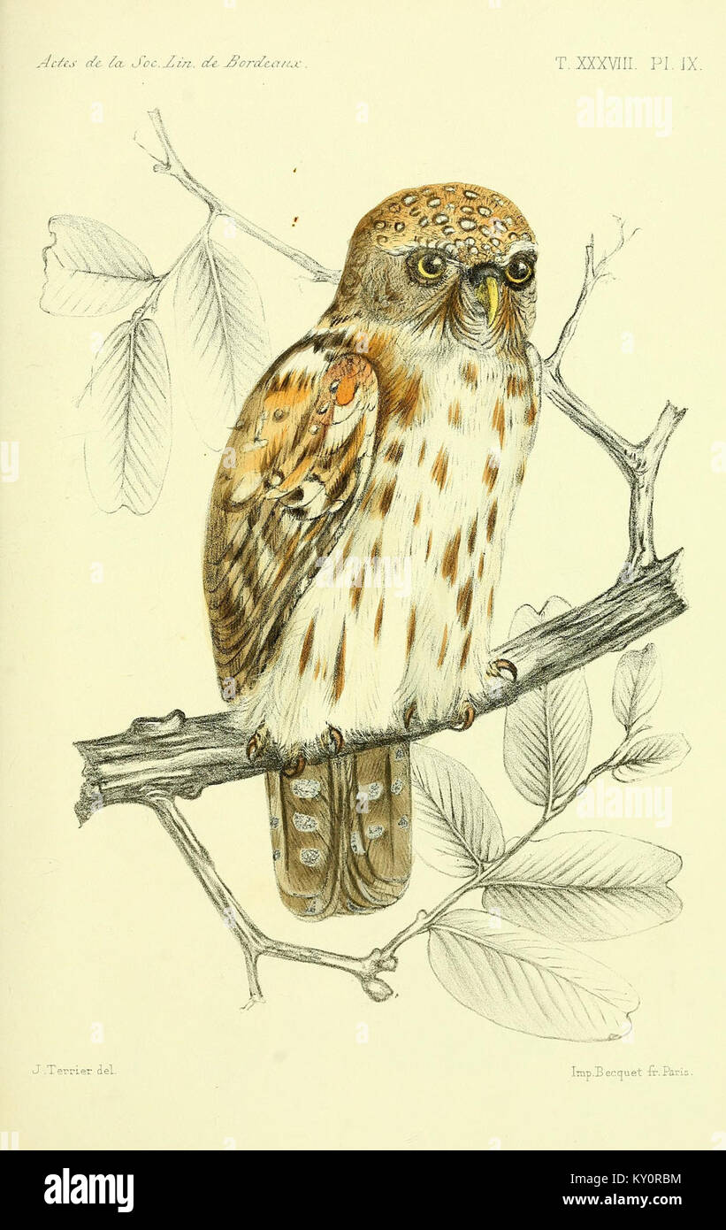 This artwork depicts the fauna of the Sine-Saloum region of Senegal ...