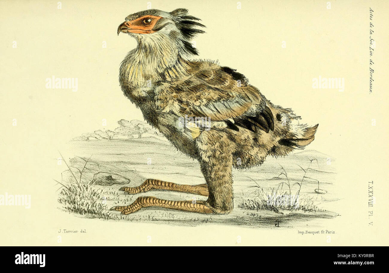 A zoological study on the fauna of the Senegal River region in West ...