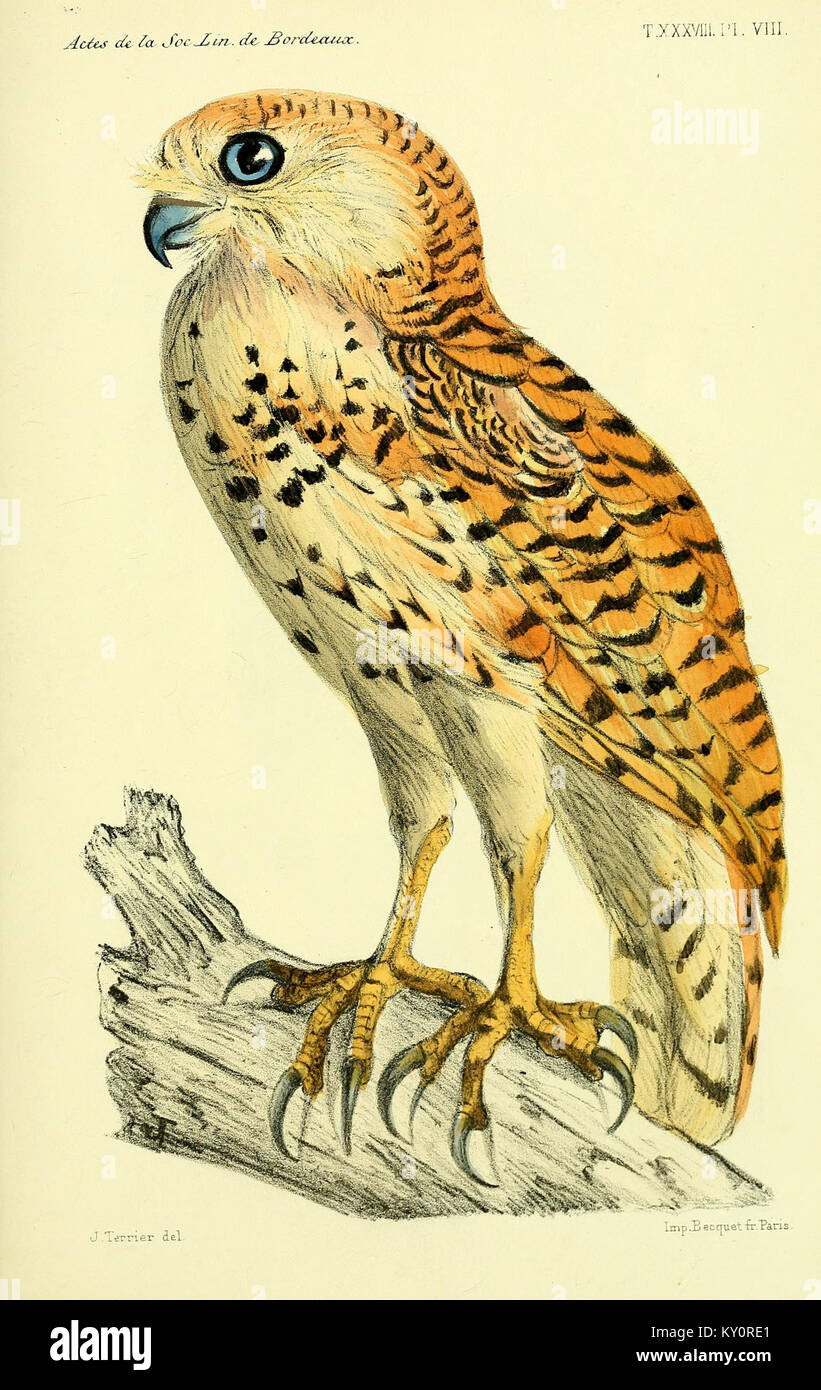 'Faune de la Sénégambie' (Fauna of the Senegal-Gambia region) provides ...