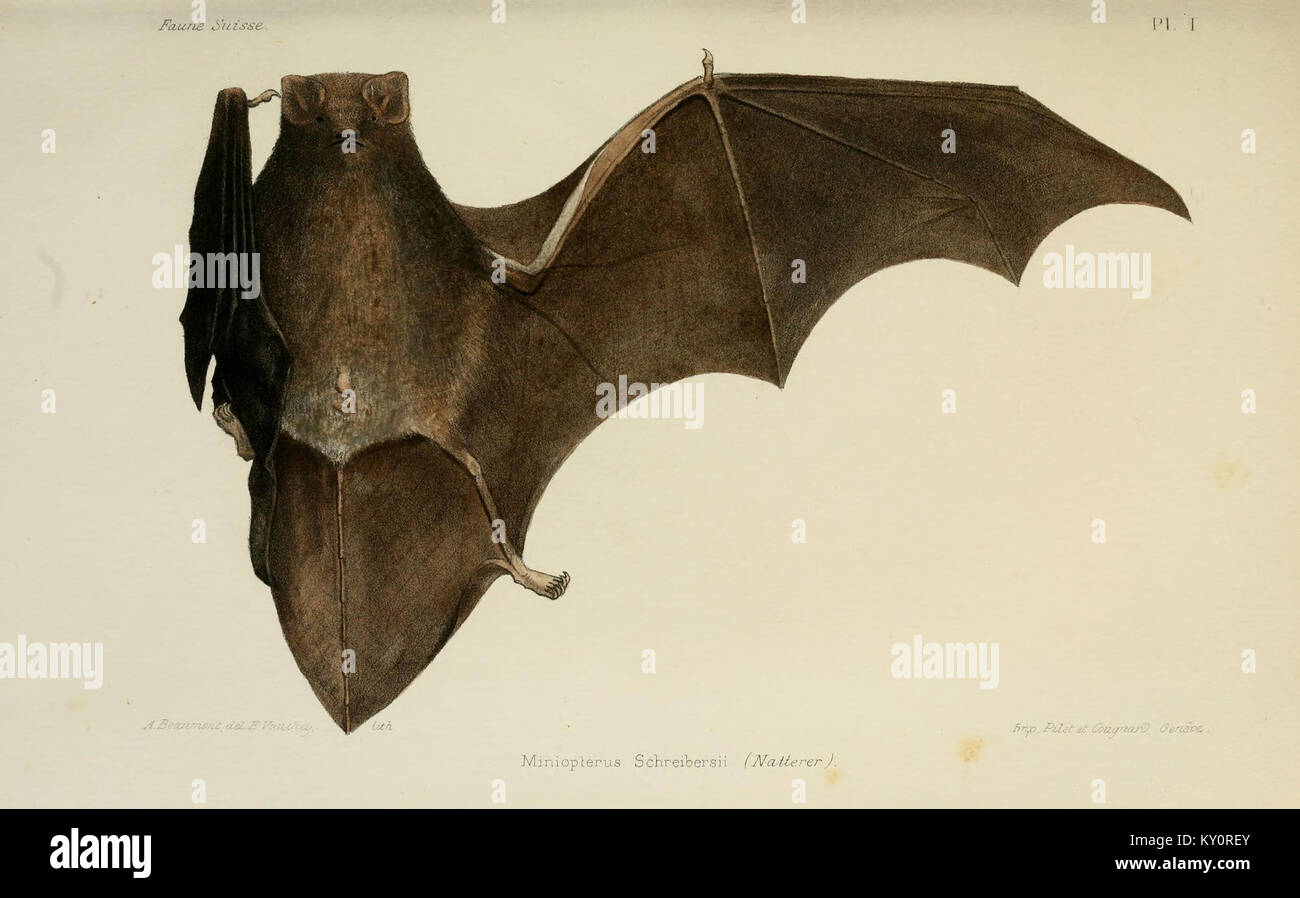 Faune suisse hi-res stock photography and images - Alamy