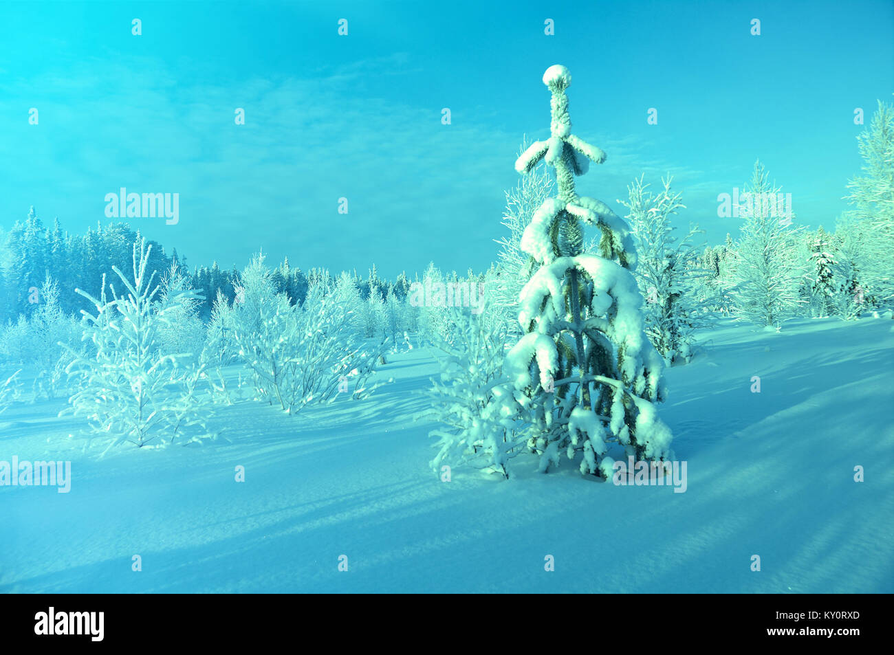 Winter landscape.snow-covered branches of trees and shrubs Stock Photo ...