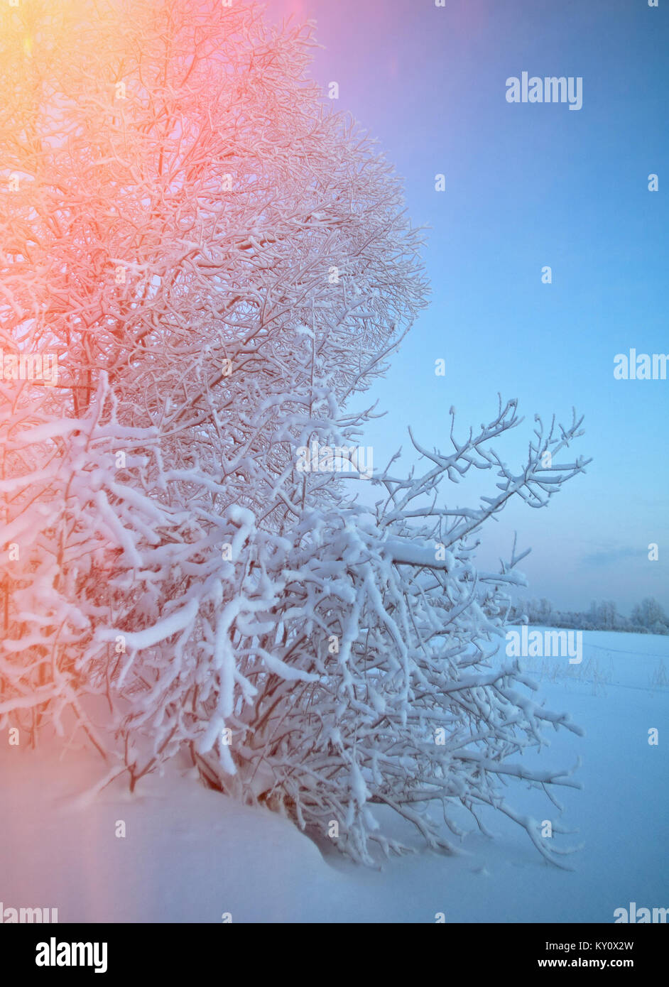 Winter landscape snow-covered branches of trees and shrubs Stock Photo ...