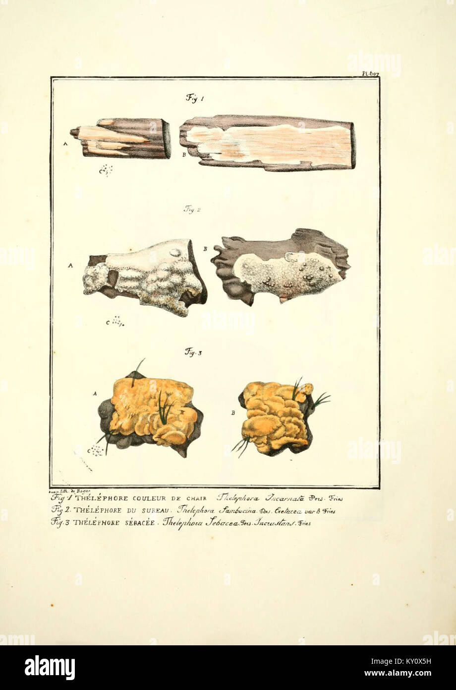 Figures des champignons, servant de supplément aux planches de Bulliard ...