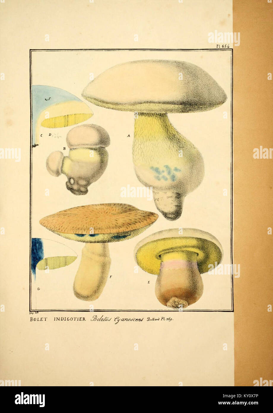 This image features illustrations of fungi from the work 'Figures des ...