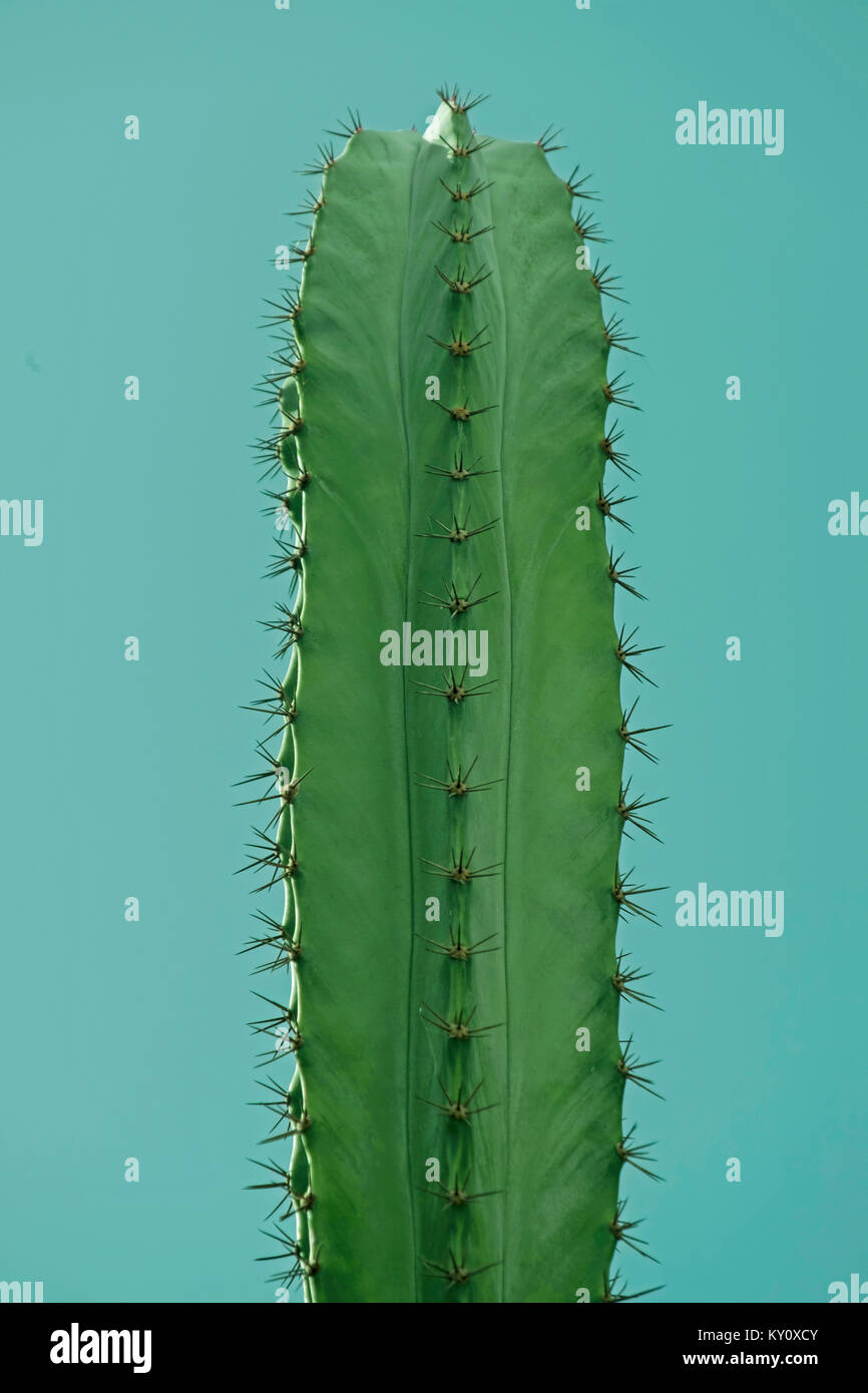 Big cactus hi-res stock photography and images - Alamy
