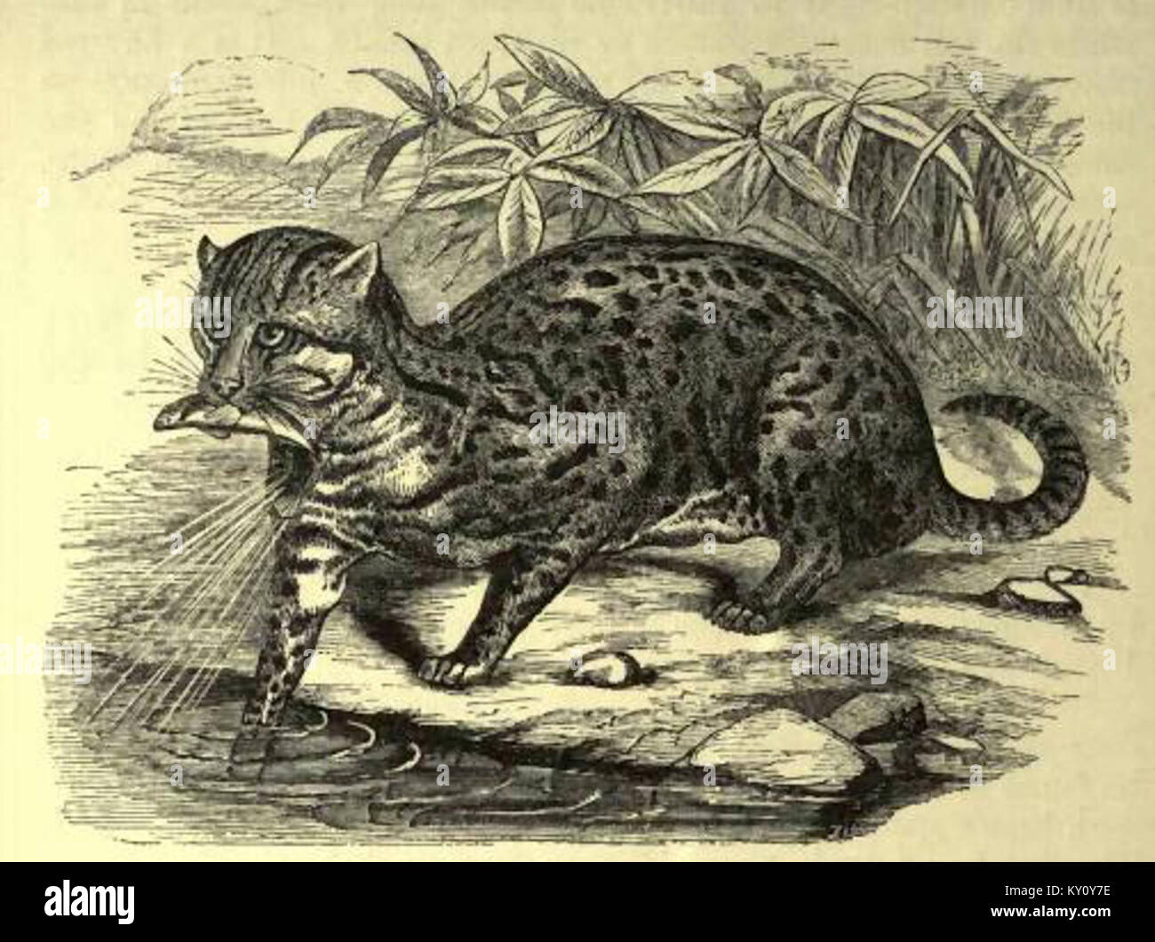 Cat f hi-res stock photography and images - Alamy