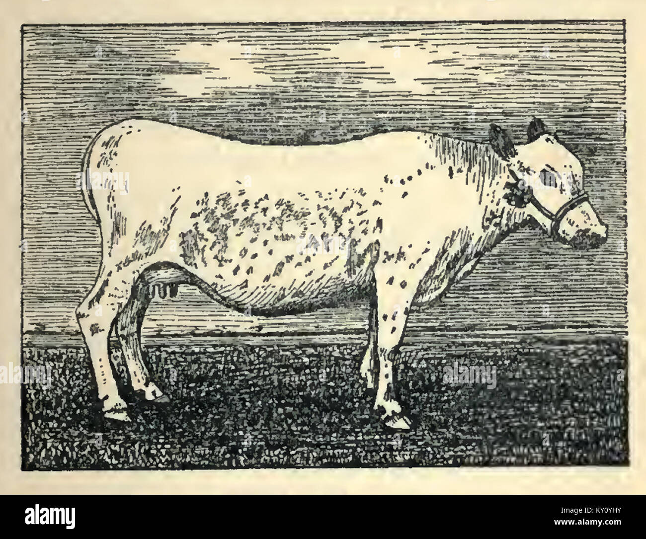 Fjäll cow, from The Evolution of British Cattle and the Fashioning of ...