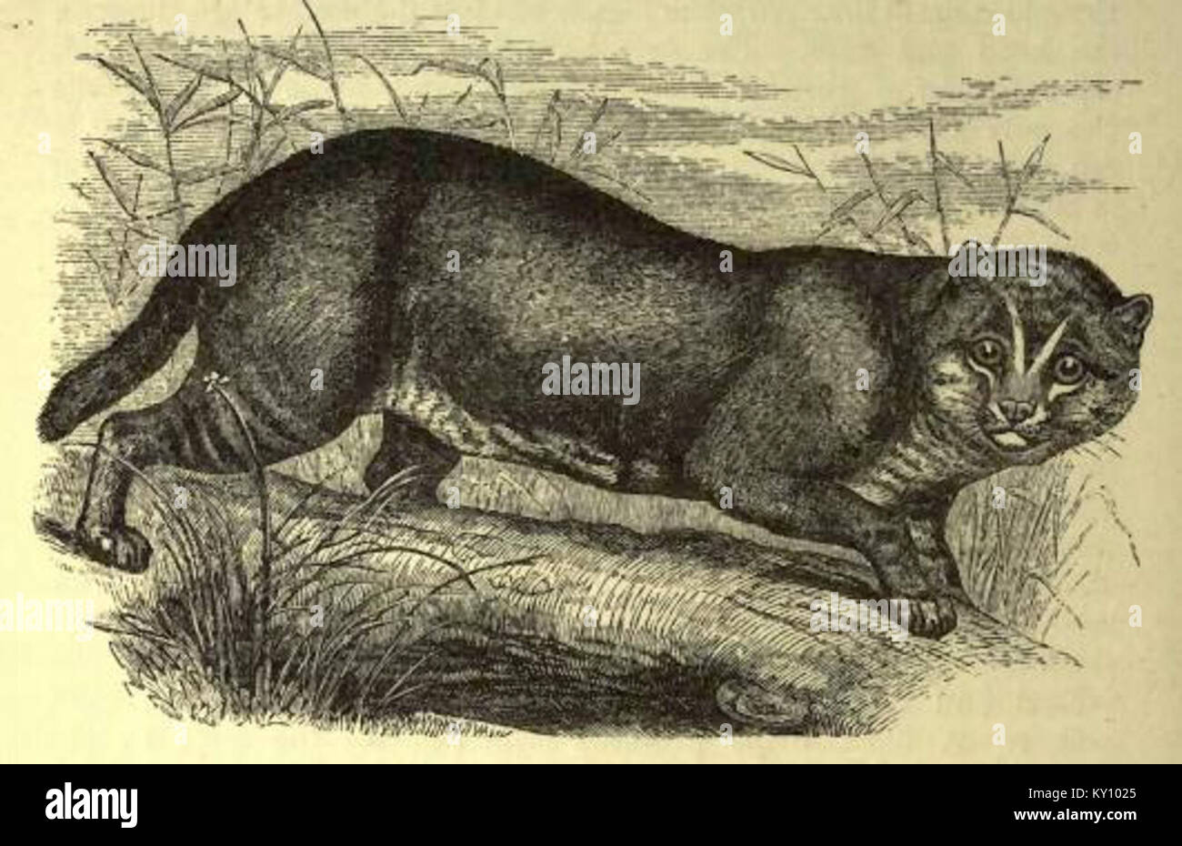 Flat-headed cat (f. planiceps Stock Photo - Alamy