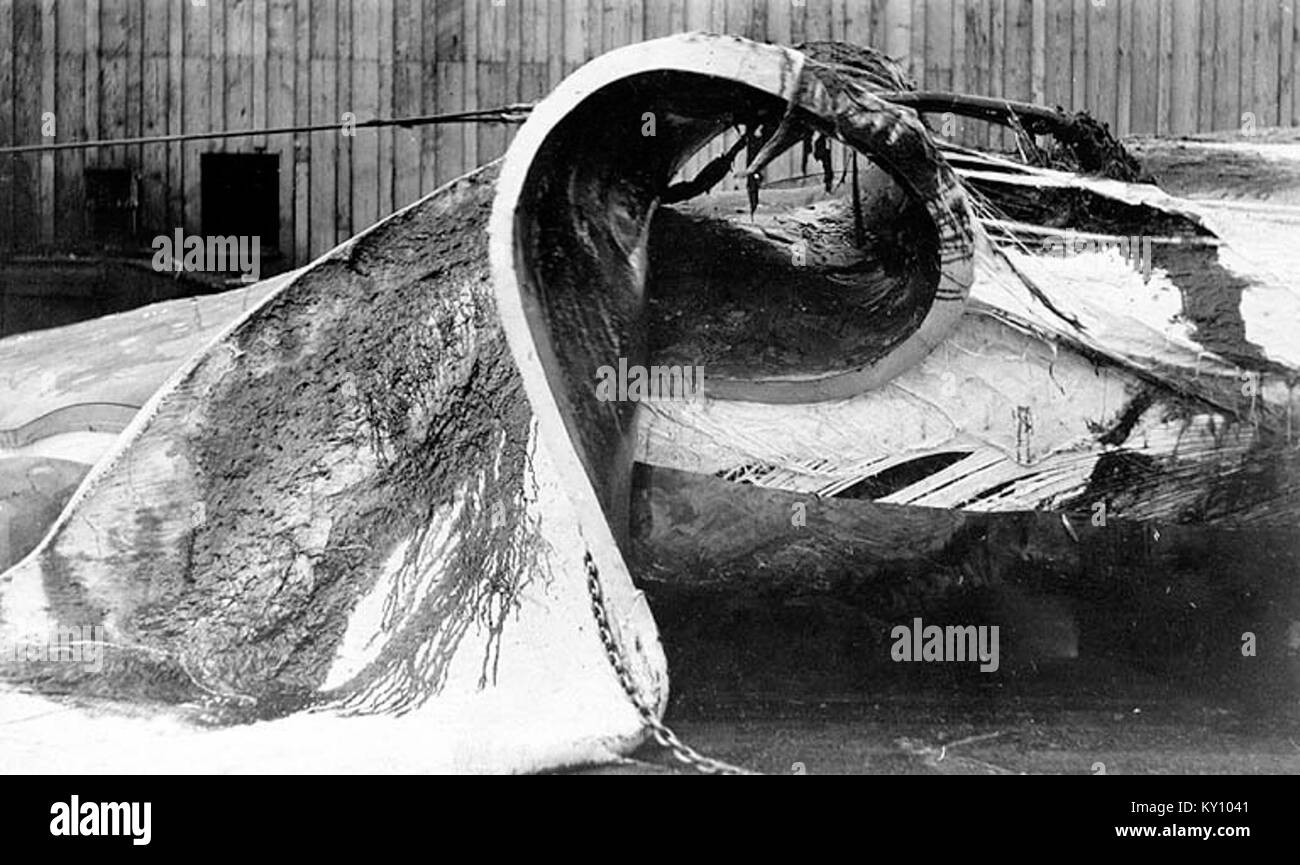 This historical photograph shows the process of flensing a blue whale ...