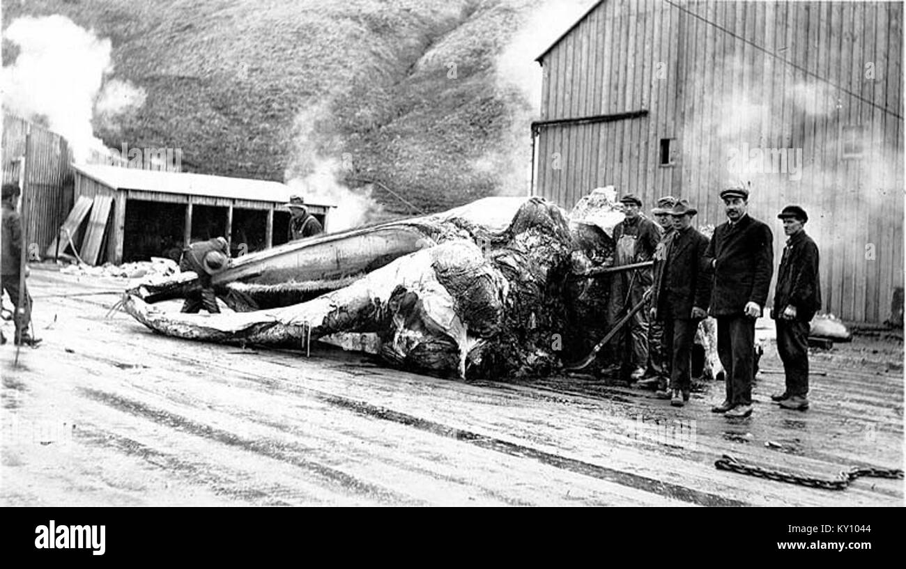 This historic photograph shows the process of flensing a whale at a ...