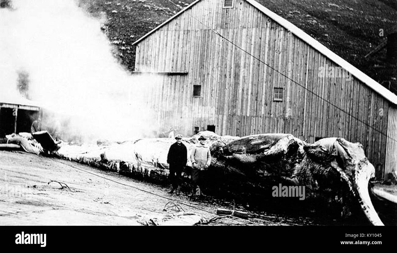 A photograph showing the flensing process at a whaling station in ...