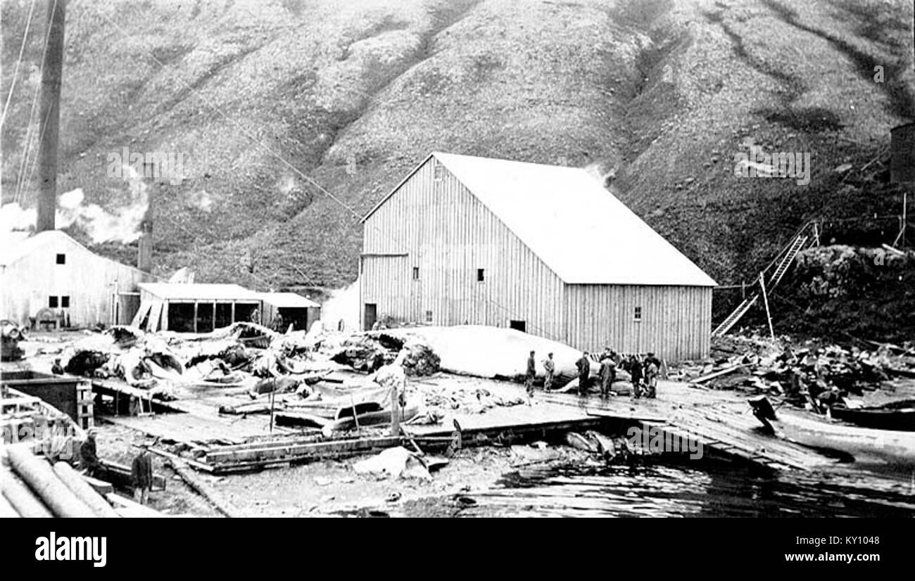 This historical photograph depicts the process of whale flensing at a ...