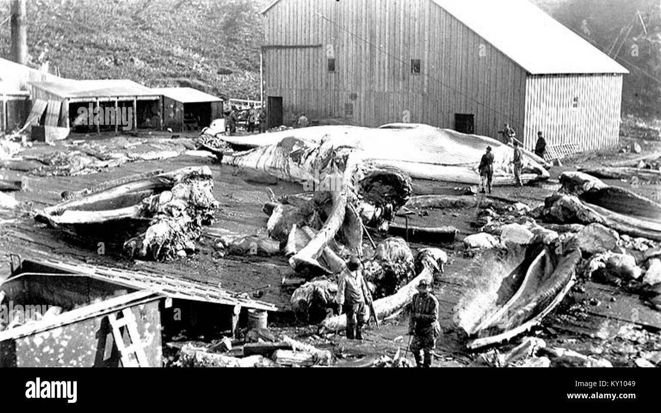 The photograph shows workers flensing (processing) whales at a whaling ...