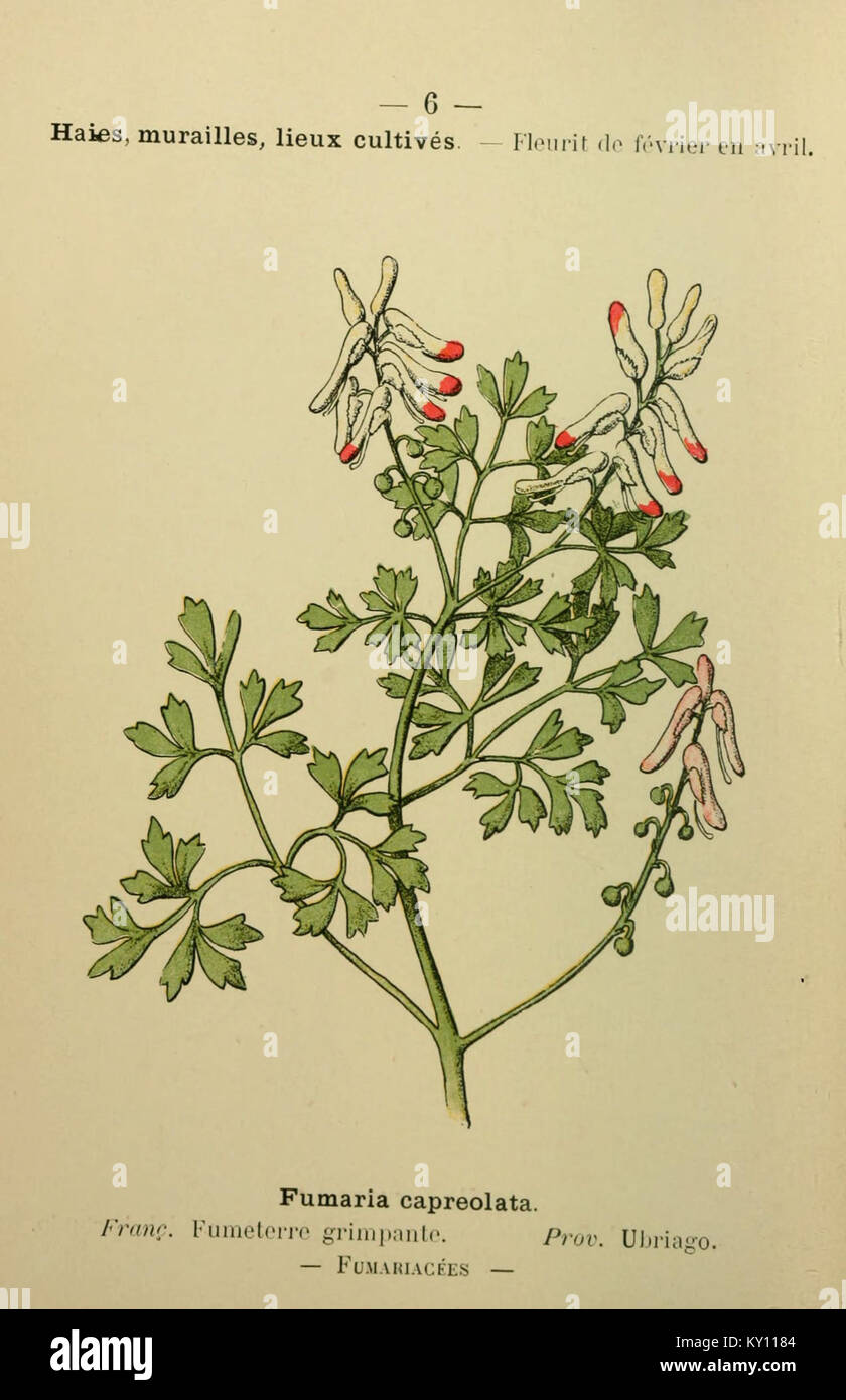 This pocket-sized colored flora depicts Mediterranean plant species ...