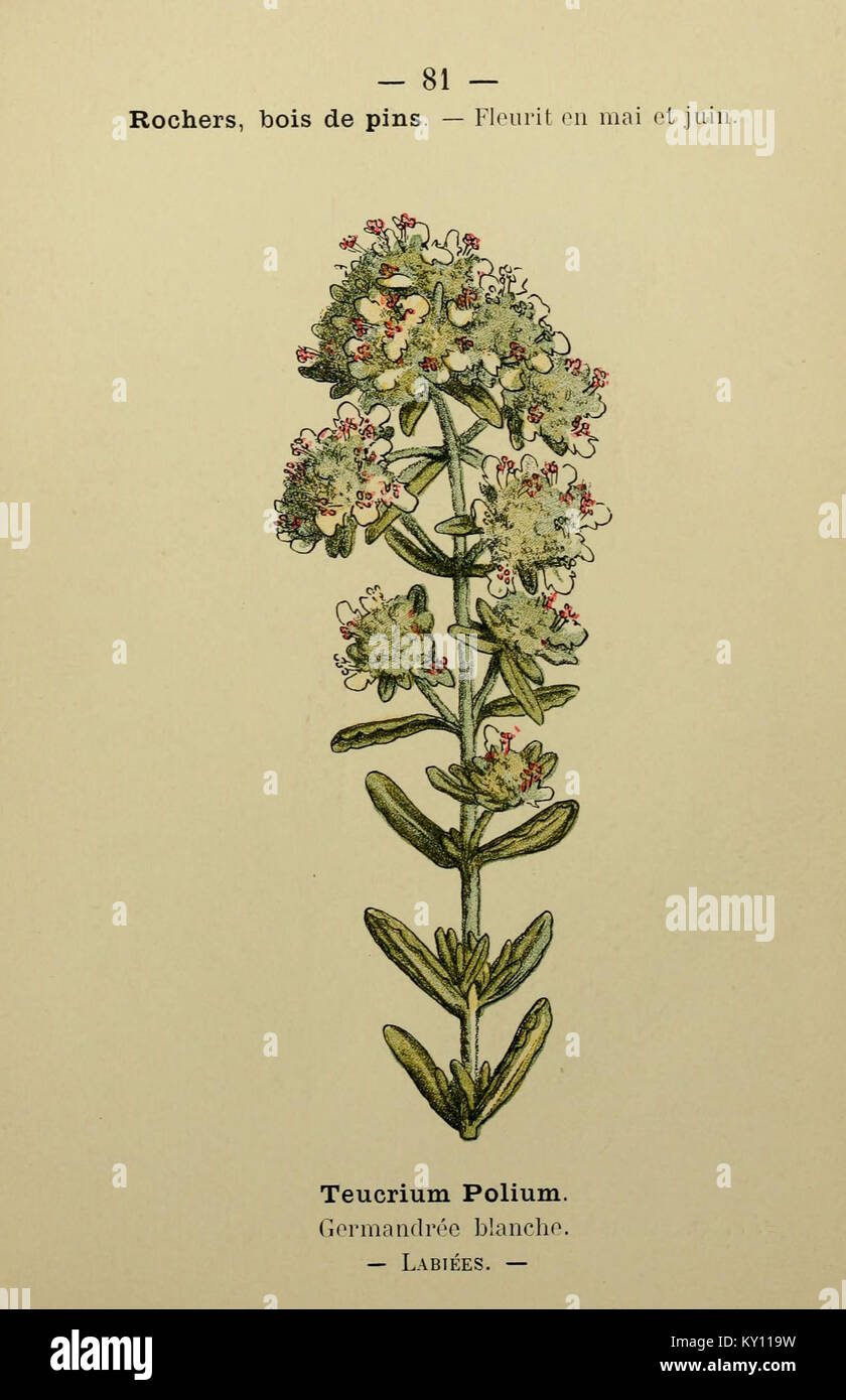 This illustrated work presents a detailed, colored depiction of ...