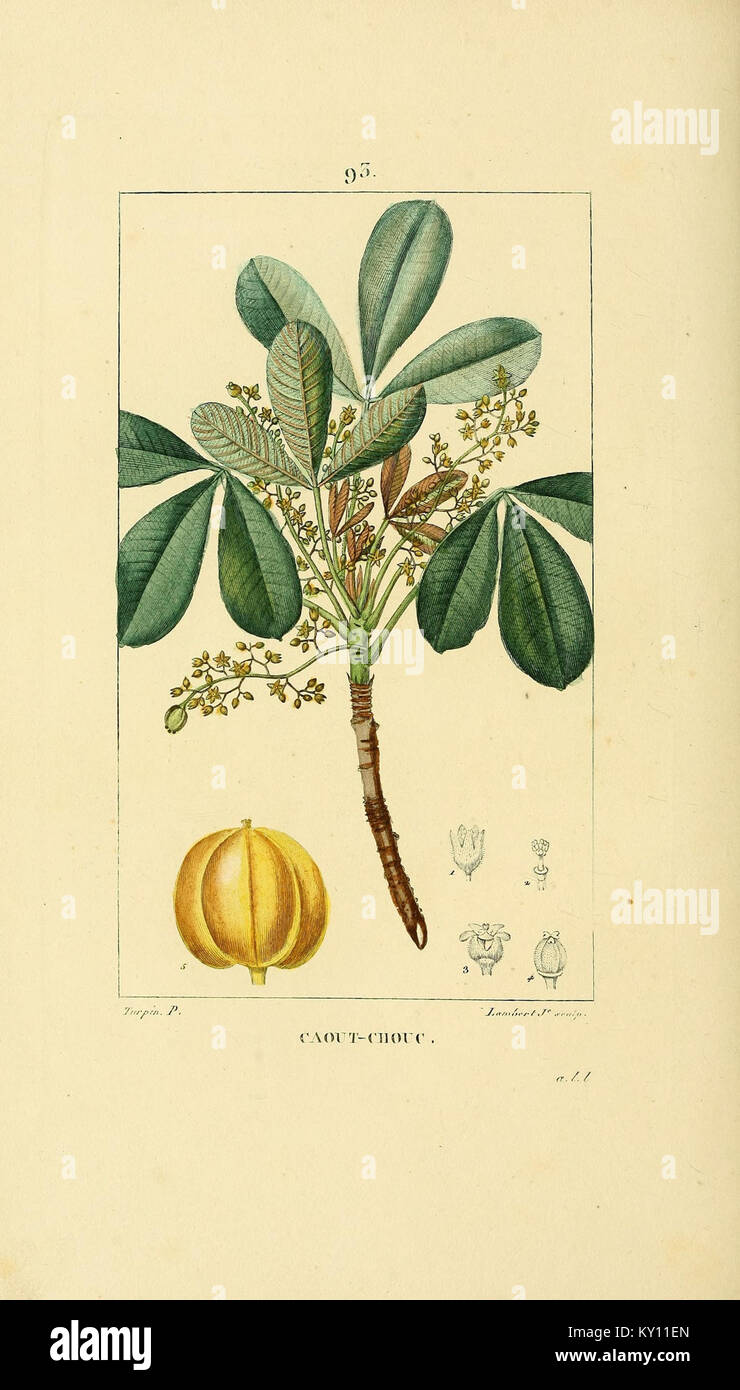 A botanical illustration from the book 'Flore Médicale,' showing ...