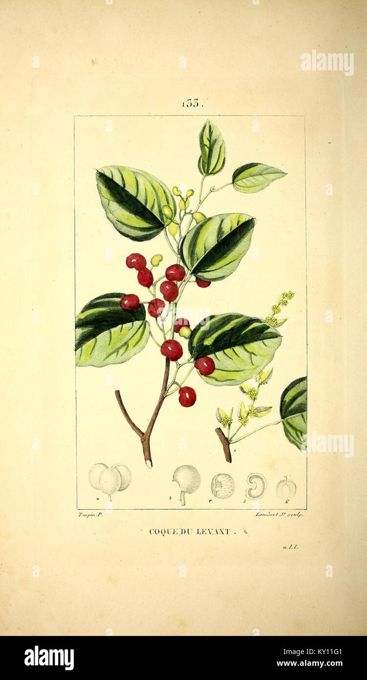 Botanical reference notes hi-res stock photography and images - Alamy
