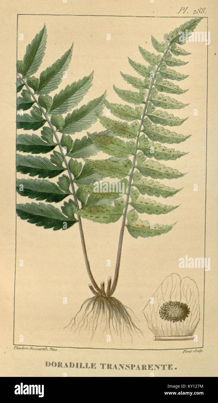 A botanical reference work on the medicinal plants of the Antilles ...