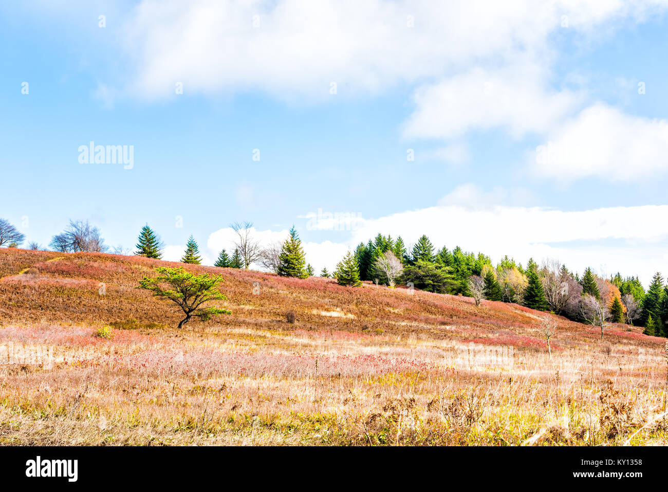 Autumn lush foliage landscape with one single tree with colorful open ...