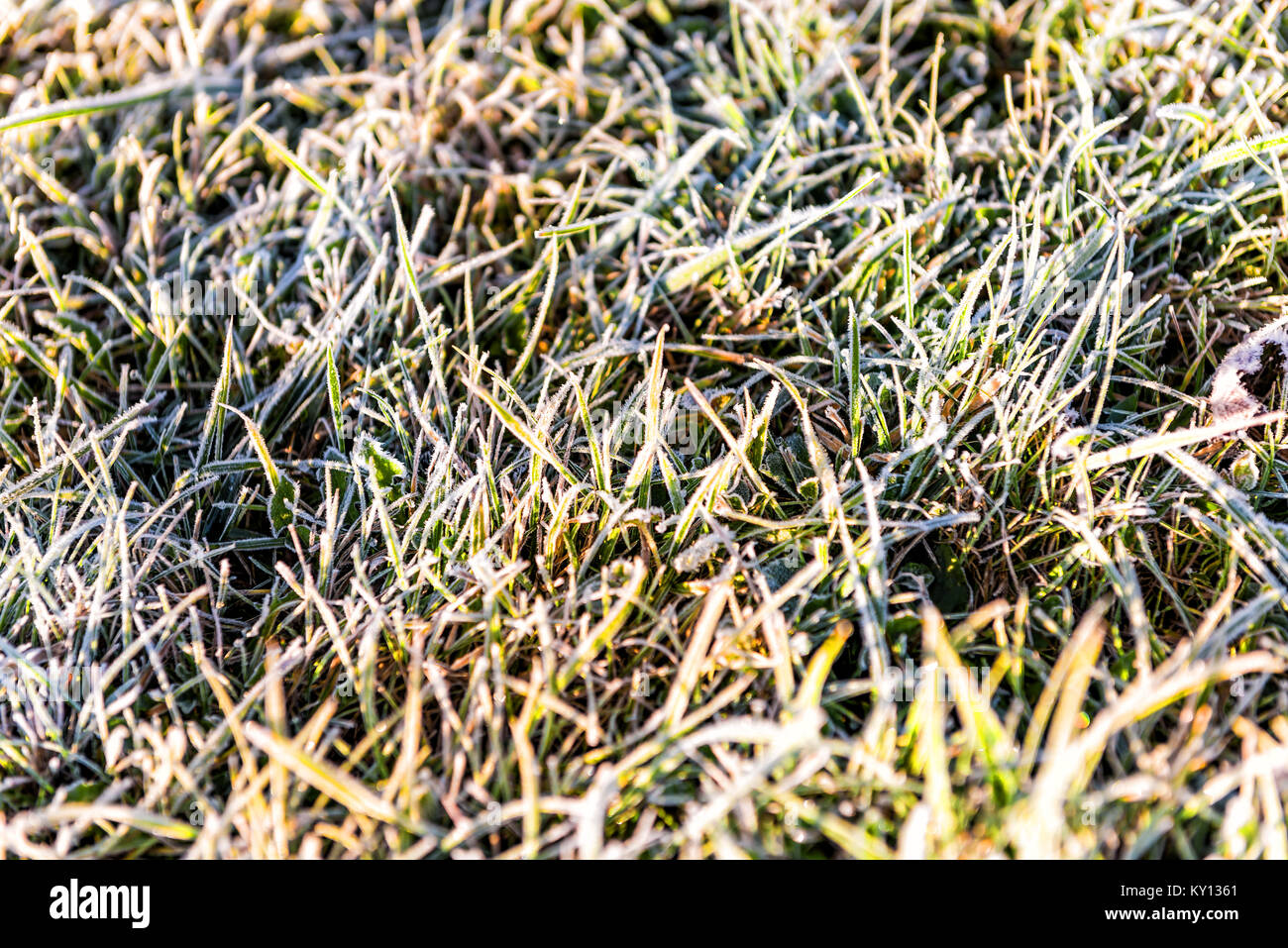 White frost ice crystals on green lawn grass in morning on ground by ...