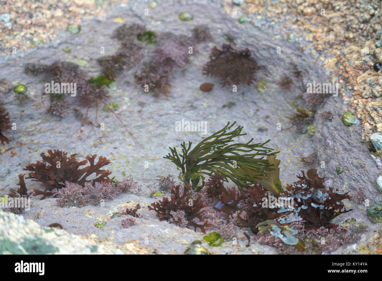 Heart of Red algae, Codium fragile, Fissurellidae, Fissurellidae and ...